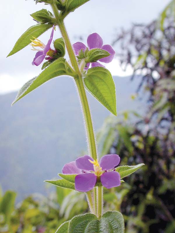 Promising natural enemy could make tibouchina less invasive | News ...